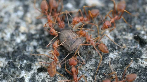 Red ants or Fire Ants bring a dead fly t... | Stock Video | Pond5
