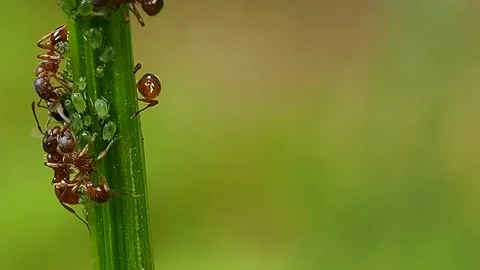 Red Ants running around the stem and far... | Stock Video | Pond5