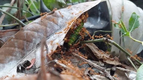 Red ants swarm and move fat green worms | Stock Video | Pond5