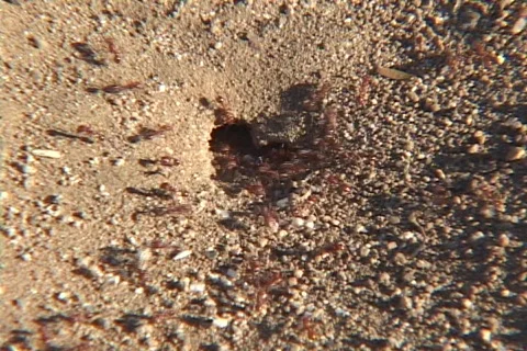 Red ants swarm at an anthill in the dese... | Stock Video | Pond5