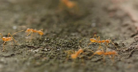 Red Ants on the wall | Stock Video | Pond5