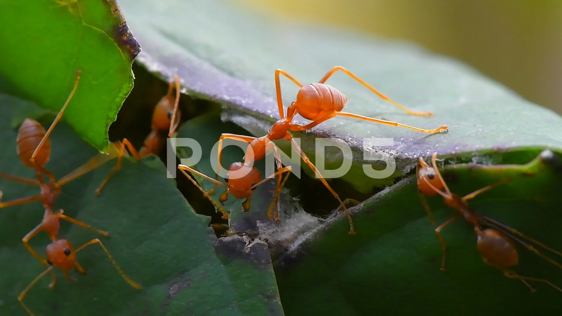 Ants Working As A Team