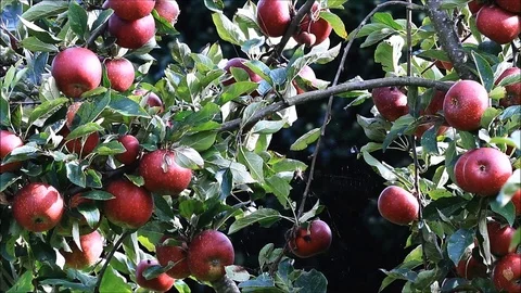 red apples hanging on apple tree | Stock Video | Pond5