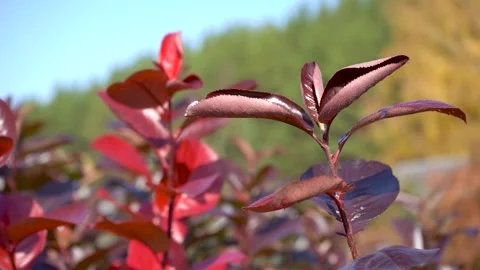 Red autumn leaves of chokeberry on a bac... | Stock Video | Pond5