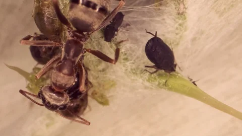 Red barbed ant milking aphids on a sheet... | Stock Video | Pond5