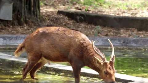 The red barking deer enigma: A little-kn... | Stock Video | Pond5