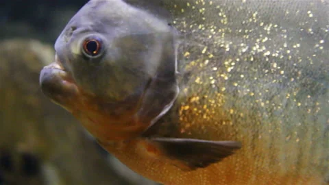 Live South Side Stock Videos – Royalty-Free HD & 4K Videos