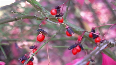 The red berries of a "burning bush" (Euo... | Stock Video | Pond5