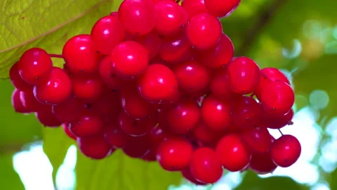 Red berries of edible medicinal viburnum... | Stock Video | Pond5