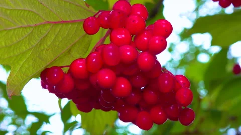 Red berries of edible medicinal viburnum... | Stock Video | Pond5