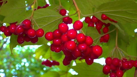 Red berries of edible medicinal viburnum... | Stock Video | Pond5