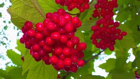 Red berries of edible medicinal viburnum... | Stock Video | Pond5