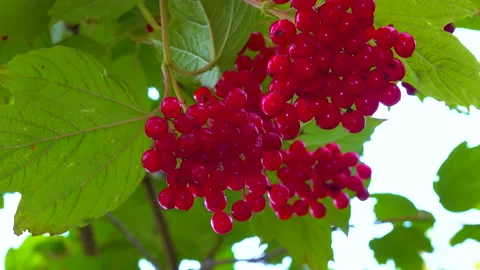 Red berries of edible medicinal viburnum... | Stock Video | Pond5