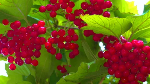 Red berries of edible medicinal viburnum... | Stock Video | Pond5