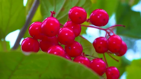 Red berries of edible medicinal viburnum... | Stock Video | Pond5
