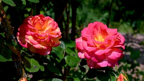 Red Black Magic Rose flower on green lea... | Stock Video | Pond5