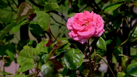 Black Green Magic Stock Videos – Royalty-Free HD & 4K Videos