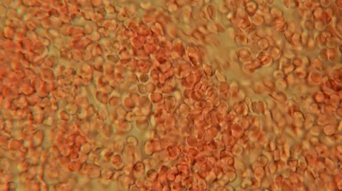 Red Blood Cells 600x (HD) | Stock Video | Pond5