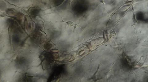 Blood Stock Footage ~ Royalty Free Stock Videos | Pond5