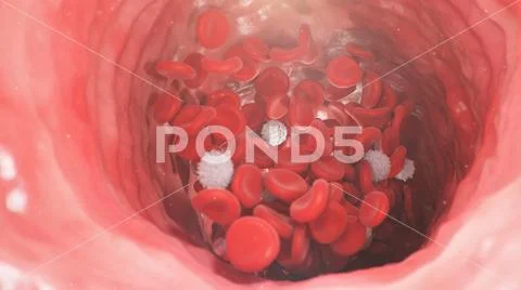 Red blood cells inside an artery, vein. Flow of blood inside a living ...