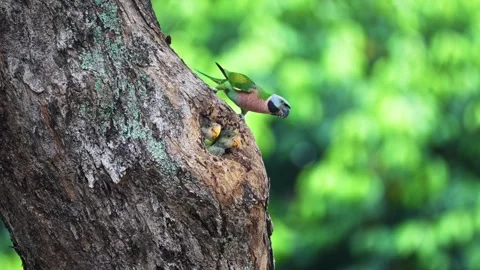 Babies In Focus Stock Videos – Royalty-Free HD & 4K Videos | Pond5