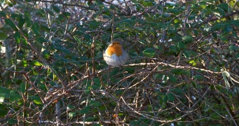 A Red Breasted Robin in a Tree on a late... | Stock Video | Pond5