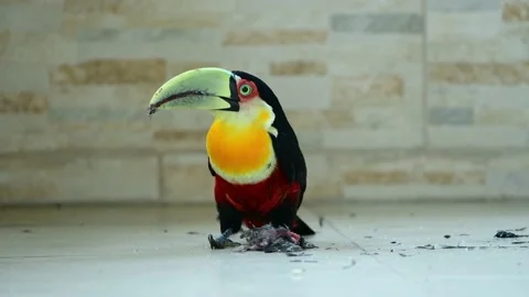 Red Breasted Toucan eating a bird’s ch... | Stock Video | Pond5