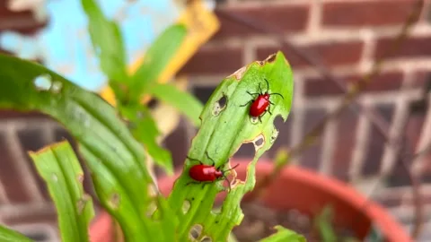 Red bugs / Insects eating leaf. harmful ... | Stock Video | Pond5