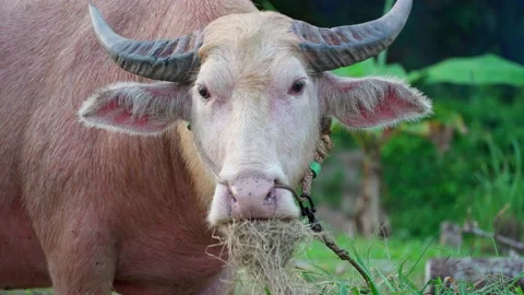 Red bull with long, sloping horns chews ... | Stock Video | Pond5