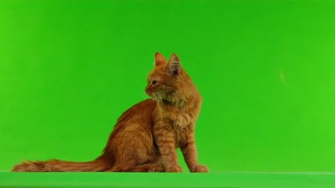 Kitten Green Screen Stock Video Footage | Royalty Free Kitten Green ...