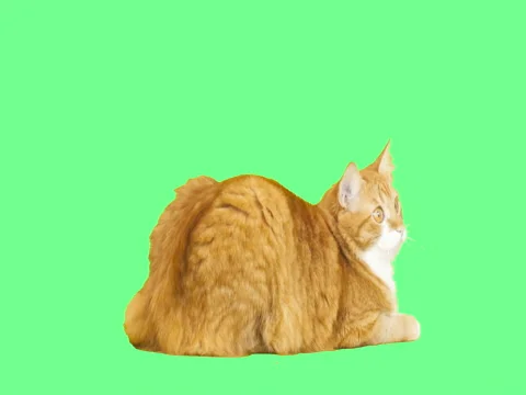 red cat looks and jumping on the green s... | Stock Video | Pond5