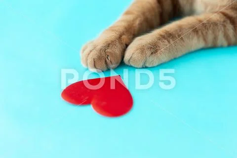 A red cat's paw with a red heart on a blue background ~ Hi Res #149533853