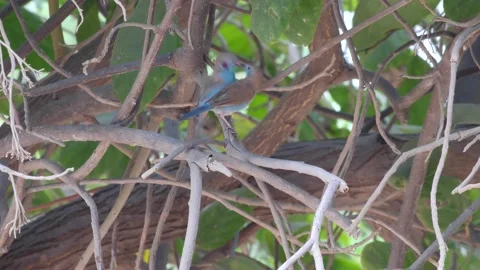 Red-cheeked Cordonbleu mating on tree br... | Stock Video | Pond5