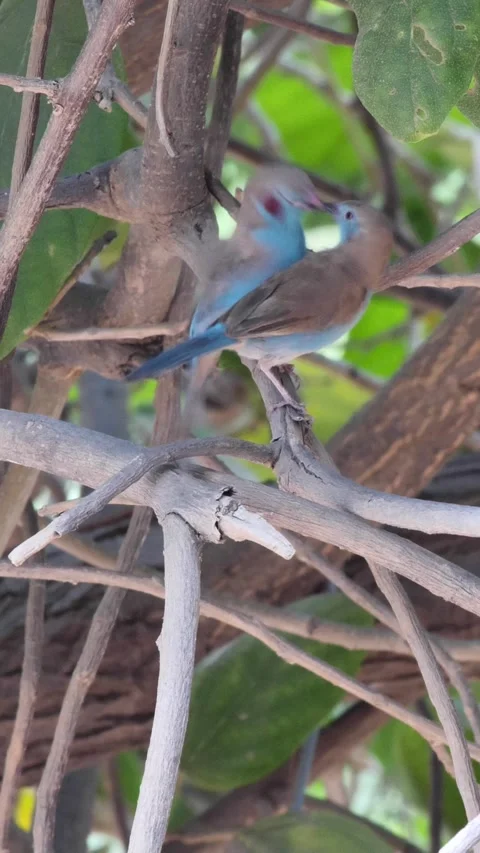 Red-cheeked Cordonbleu mating on tree br... | Stock Video | Pond5