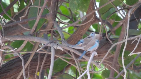 Red-cheeked Cordonbleu standing on tree ... | Stock Video | Pond5