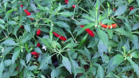 Red Chilli Plant Stock Video Footage | Royalty Free Red Chilli Plant Videos | Pond5