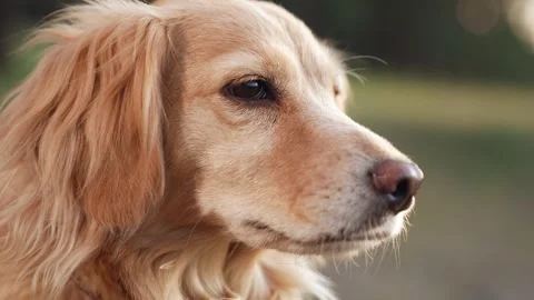 Cocker Spaniel Stock Video Footage | Royalty Free Cocker Spaniel Videos ...