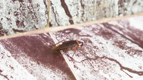 Red cockroach crawling on the floor insi... | Stock Video | Pond5