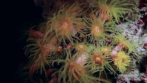 A red convex reef crab moving across a b... | Stock Video | Pond5