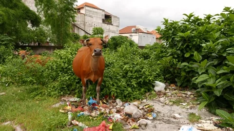 Trash Bish Stock Videos – Royalty-Free HD & 4K Videos | Pond5