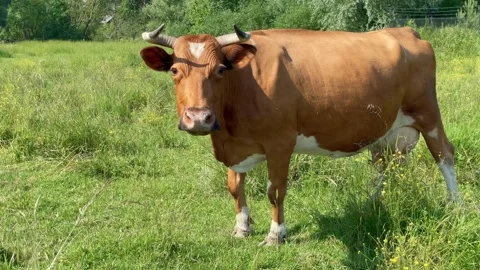 The red cow looking into camera and snif... | Stock Video | Pond5