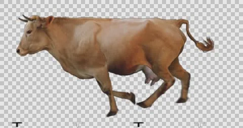 Red cow running. Animal isolated and inc... | Stock Video | Pond5