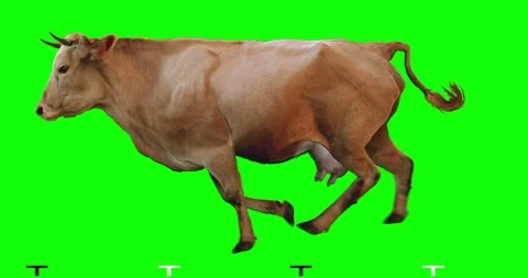 Red cow runs on a transparent background... | Stock Video | Pond5