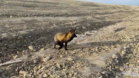 Swite Fox Stock Video Footage | Royalty Free Swite Fox Videos | Pond5