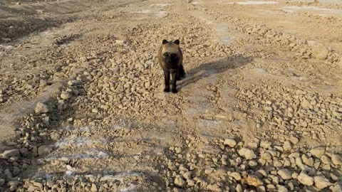 Swite Fox Stock Video Footage | Royalty Free Swite Fox Videos | Pond5