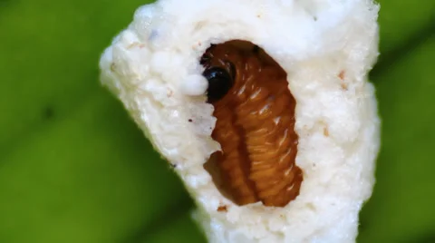 red cucurbit beetle caterpillar cocoon s... | Stock Video | Pond5