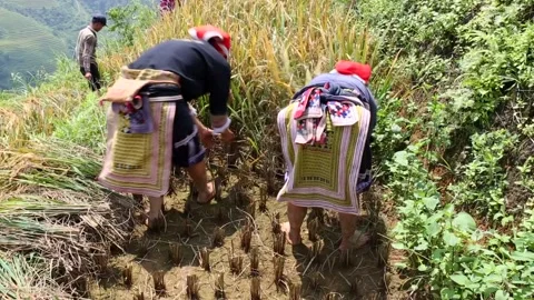 Red Dao woman reaping the ripe rice by s... | Stock Video | Pond5