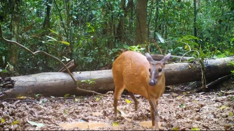 red deer in the amazon. rainforest wild ... | Stock Video | Pond5