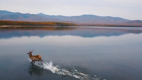 Ran To Stock Videos – Royalty-Free HD & 4K Videos | Pond5