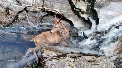 Deer Back Legs Stock Videos – Royalty-Free HD & 4K Videos | Pond5